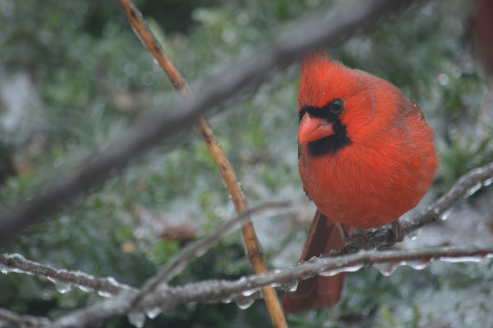Through Handlens and Binoculars