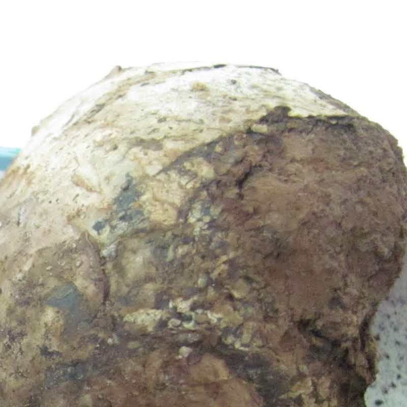 El mundo microscópico de los hongos: Pisolithus arhizus (Scop.per Pers ...