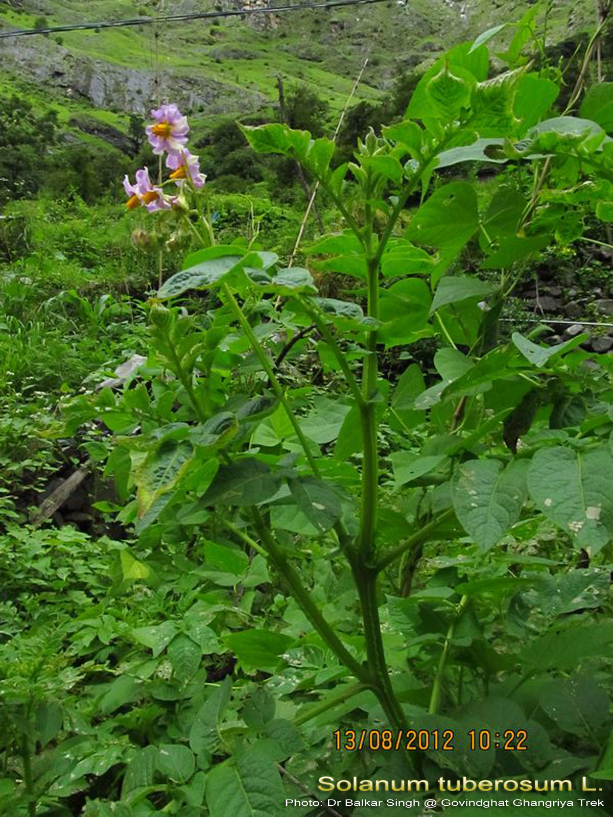 Medicinal Plants: Solanum tuberosum - Potato