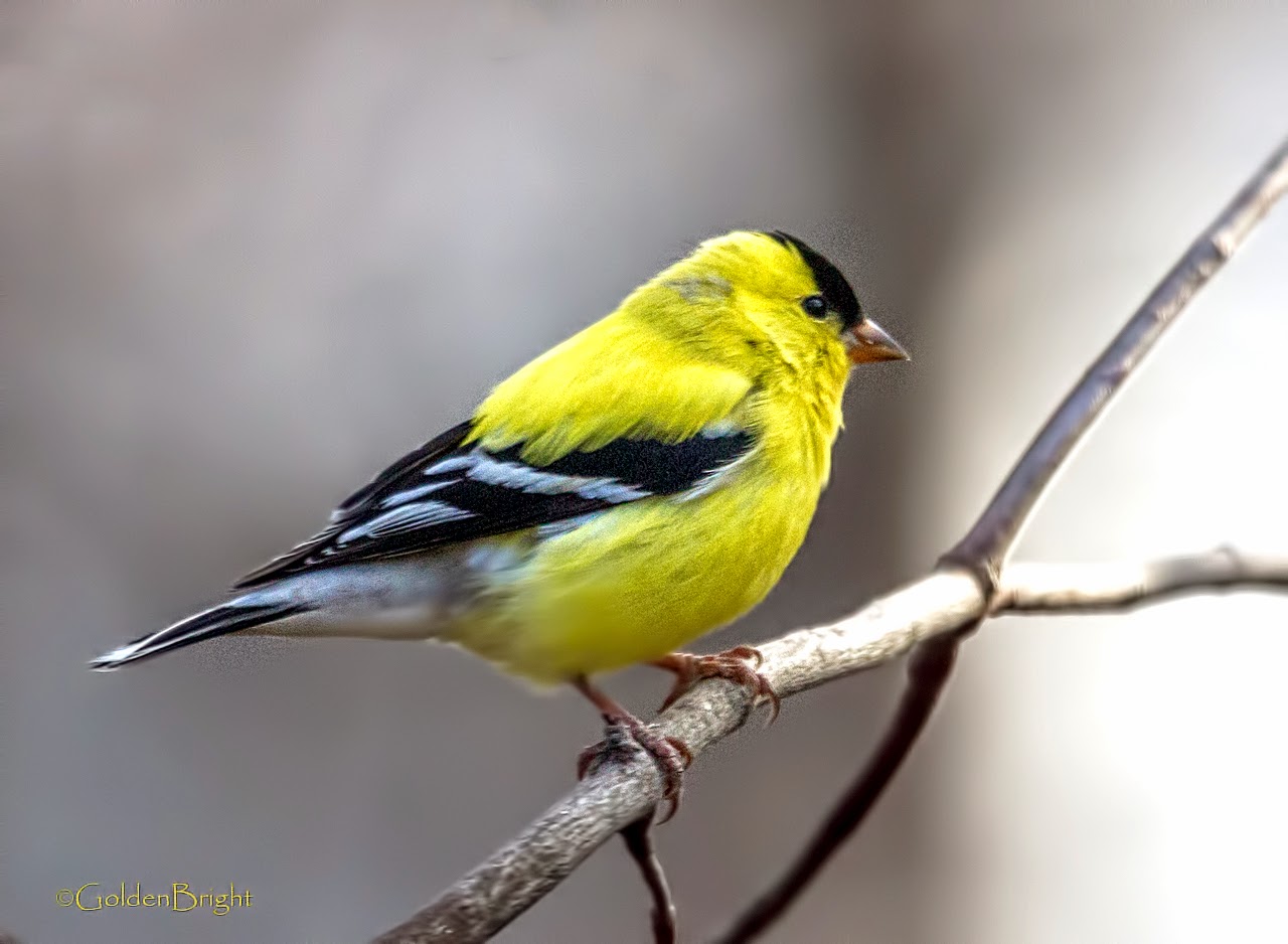 See What I See: Birds in April