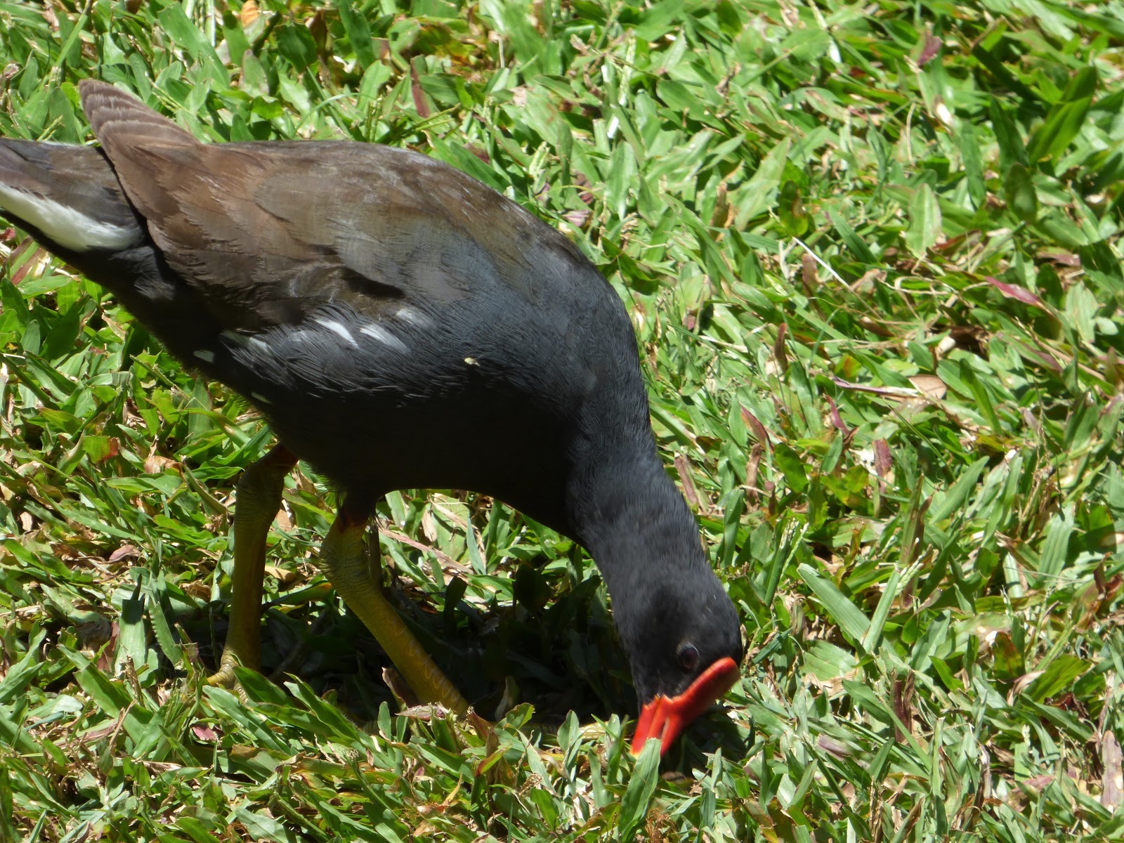 Geotripper's California Birds: ‘Alae ‘Ula in the Waimea Valley of Oahu