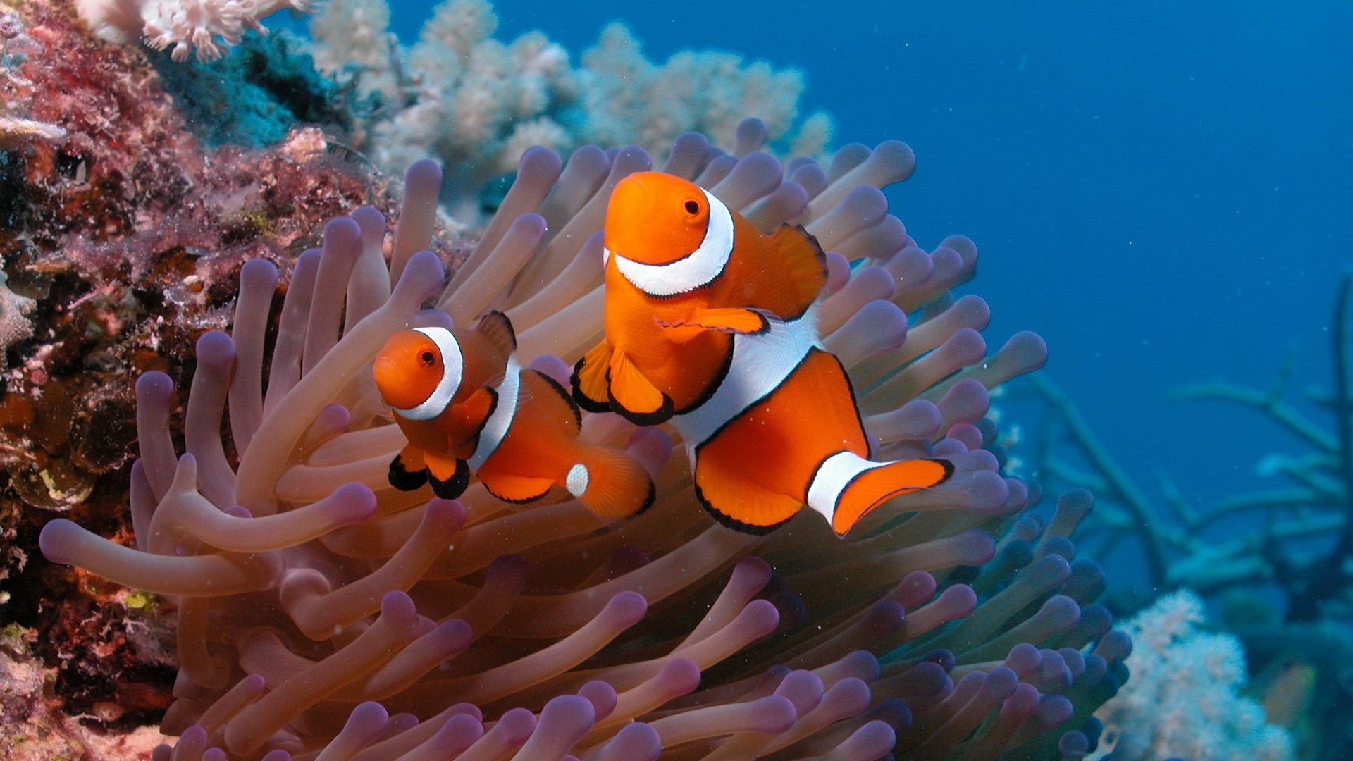 Two Clownfish