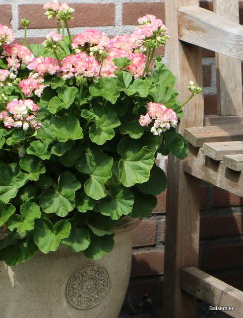 Balsemien: Achter de geranium...