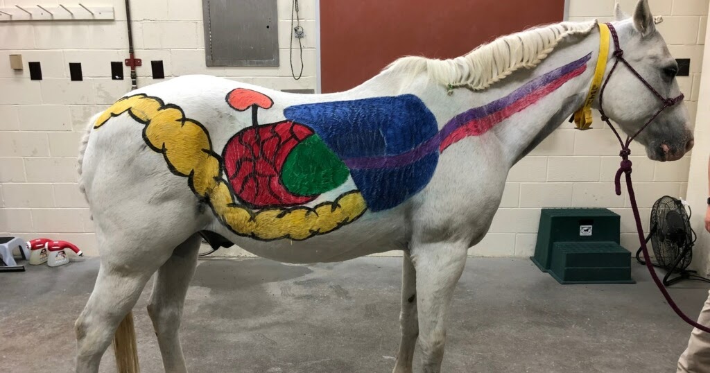 CVM News and Events: Day 3 Equine Lab