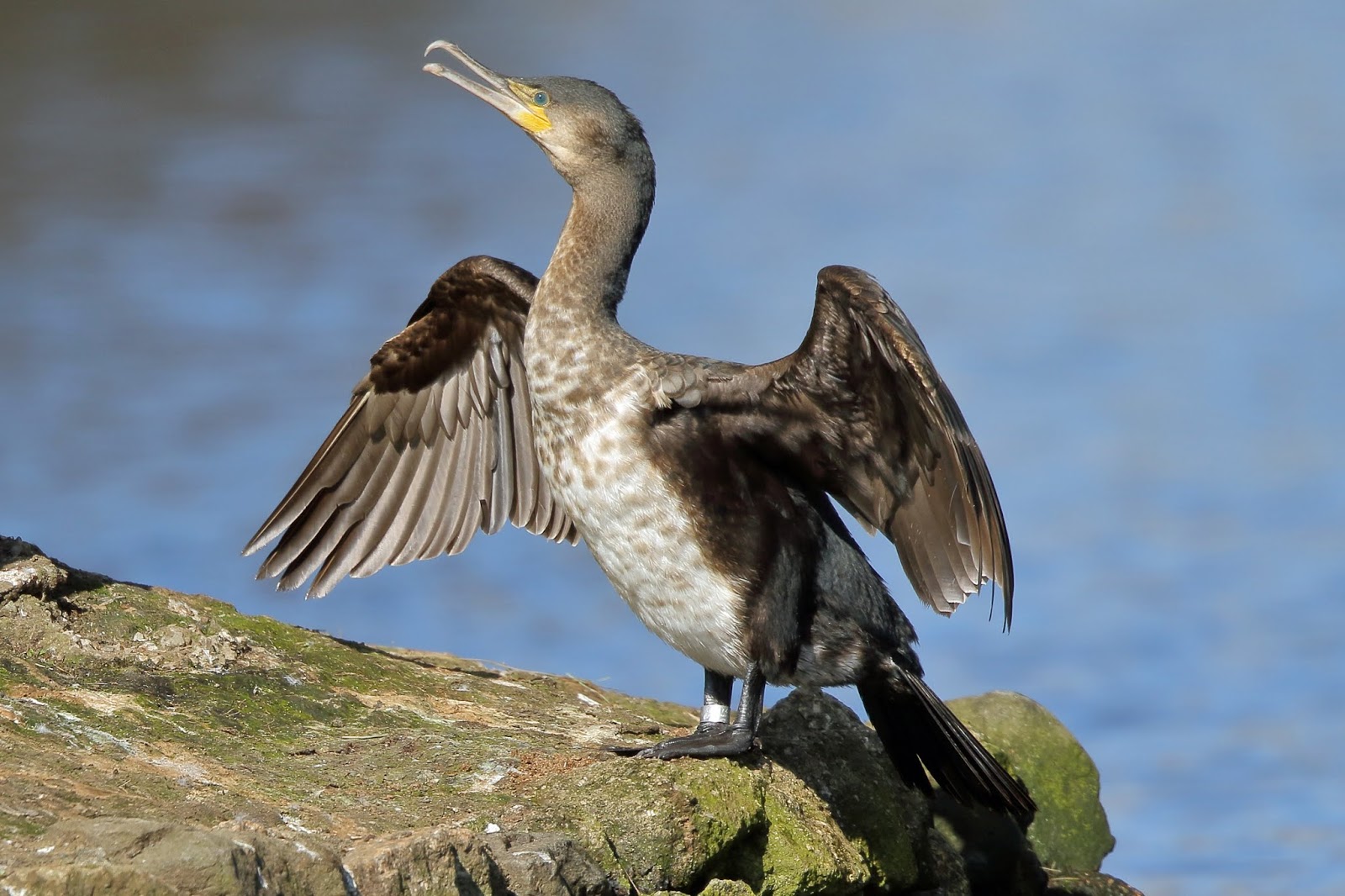 West Cornwall Ringing Group: Welsh Cormorant on the boating lake