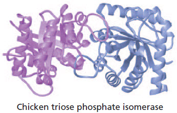 Sandwalk: Splice variants of the human triose phosphate isomerase gene ...