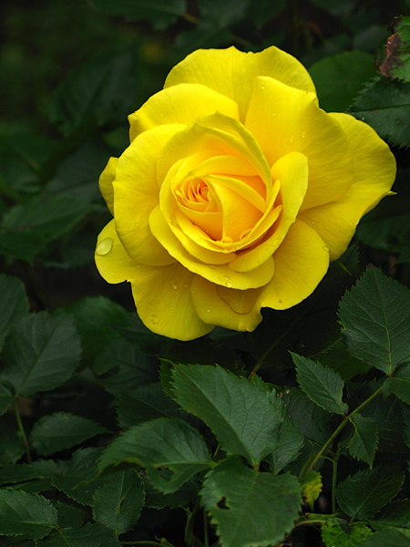 Yellow Roses Images Pics Wallpaper Photos Bouquet in HD FREE Download