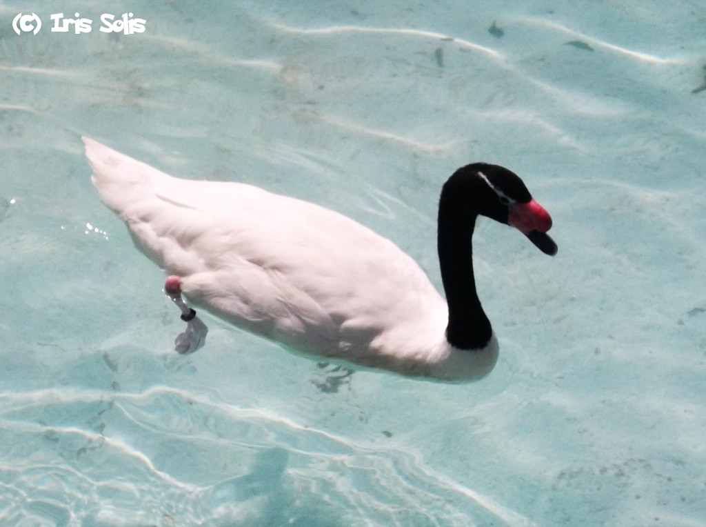 FaunaDex: Cisne de cuello negro