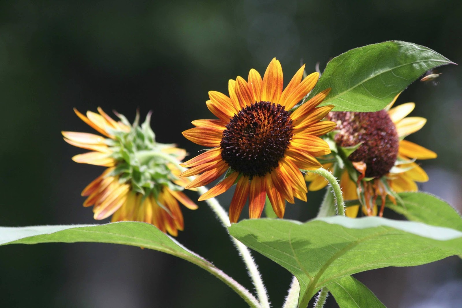 Room Without Walls: It Is Heliotropic