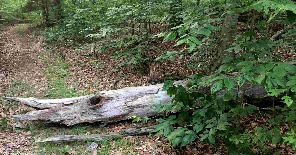 Avalonia eTrails: Woodland musings: If a tree falls?