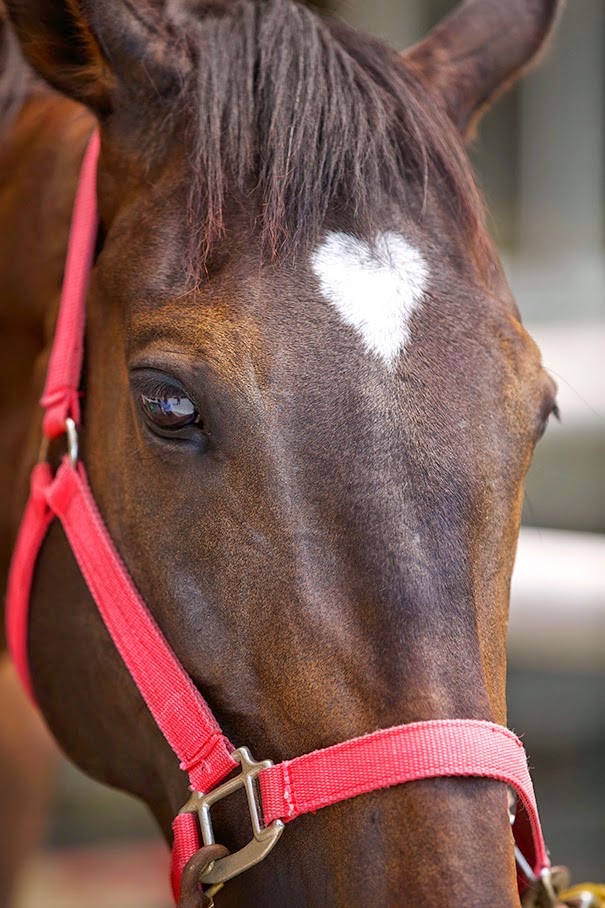 White Wolf : 13 Animals Famous For Their Unusual Fur Markings (PHOTOS)