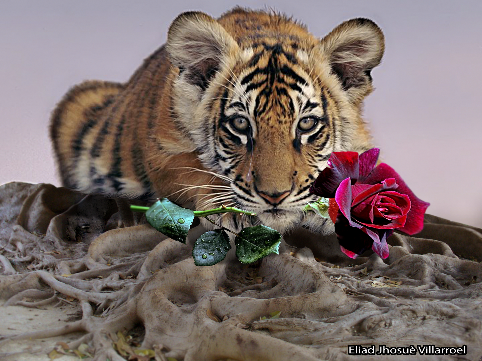 Bosques Incendiados: RAÍCES ROSAS DE UN TIGRE MANSO BROTAN DE MI CABEZA