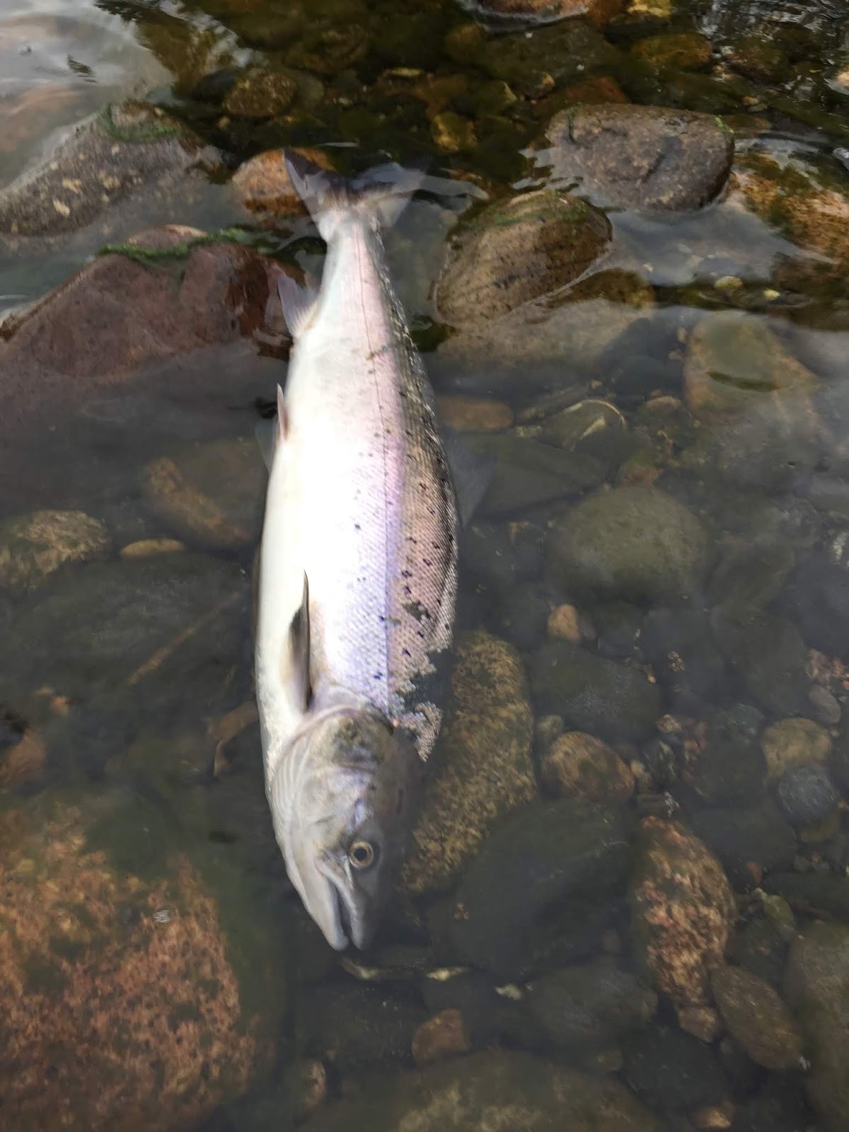 Dee & Don Salmon Fishing: The Early Bird Catches The Grilse!