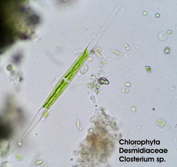 Informes Biología Vegetal : Informe de práctica I Biología Vegetal