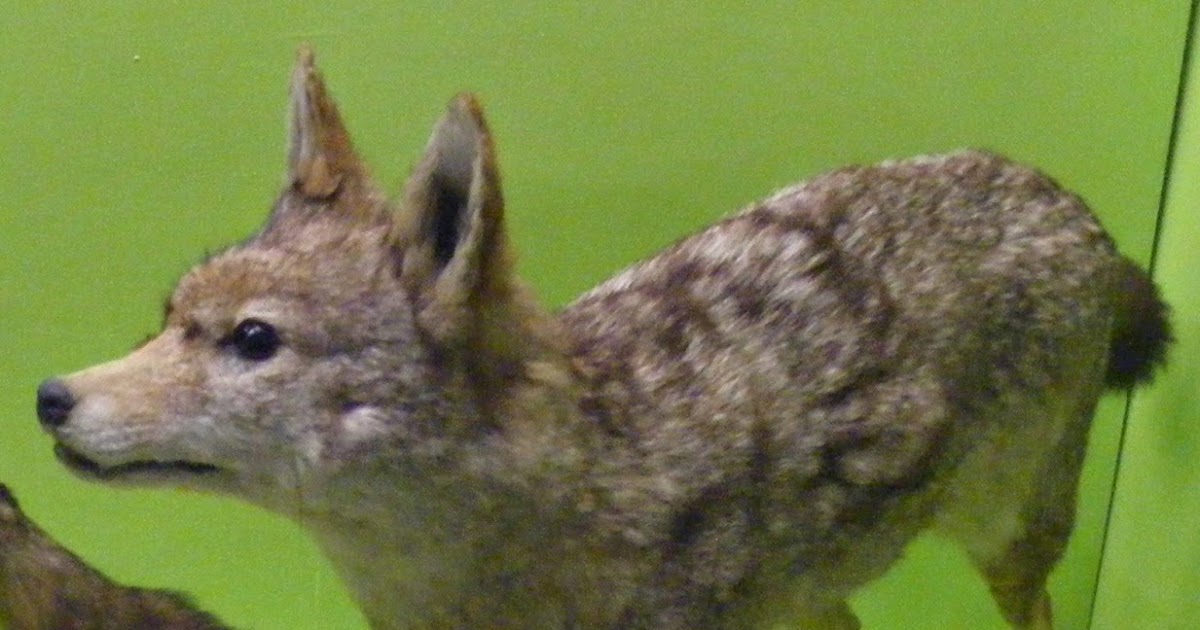 Abe's Animals: Algerian wolf