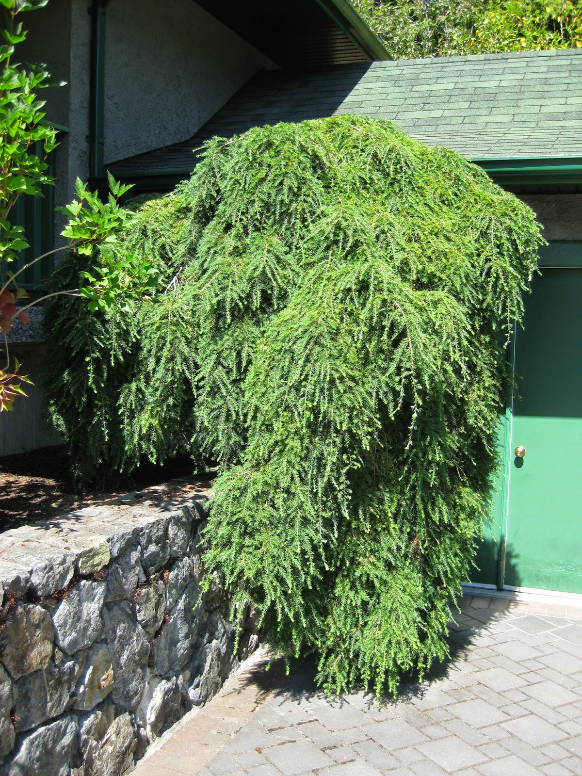 Rotary Botanical Gardens - Hort Blog: Weeping Conifers Should Make You ...