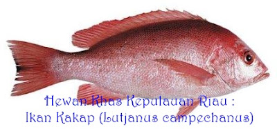 Pendidikan - Binatang Khas Kepulauan Riau : Ikan Kakap (Lutjanus ...