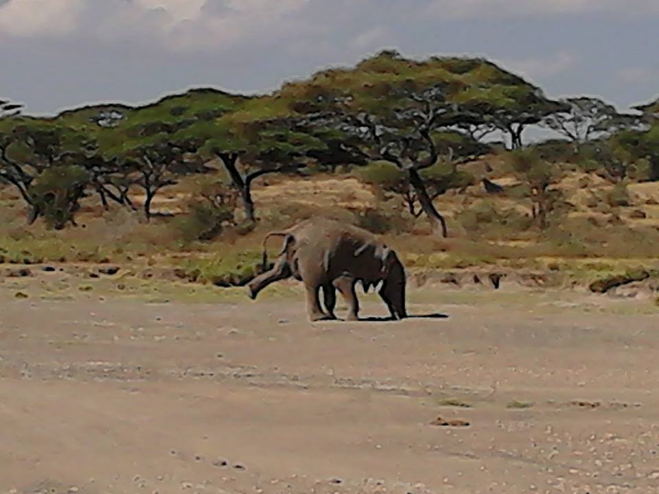 larusa86: TEMBO MWENYE MBWEMBWE