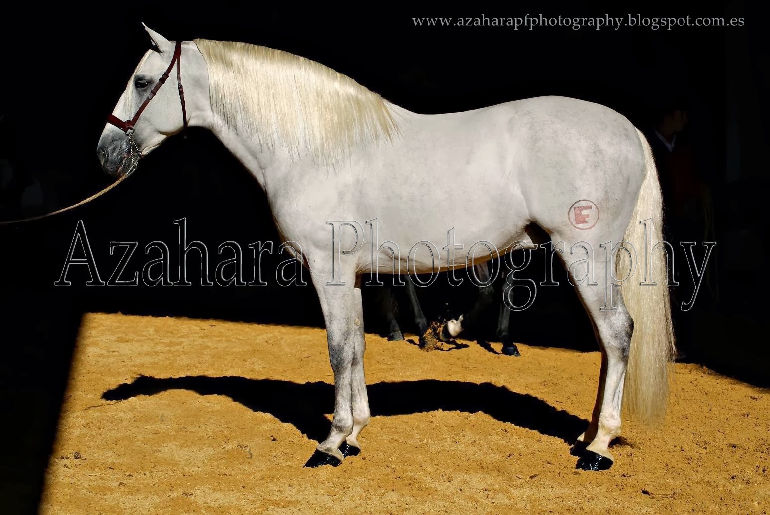 Fotos De Caballos De Pura Raza Española