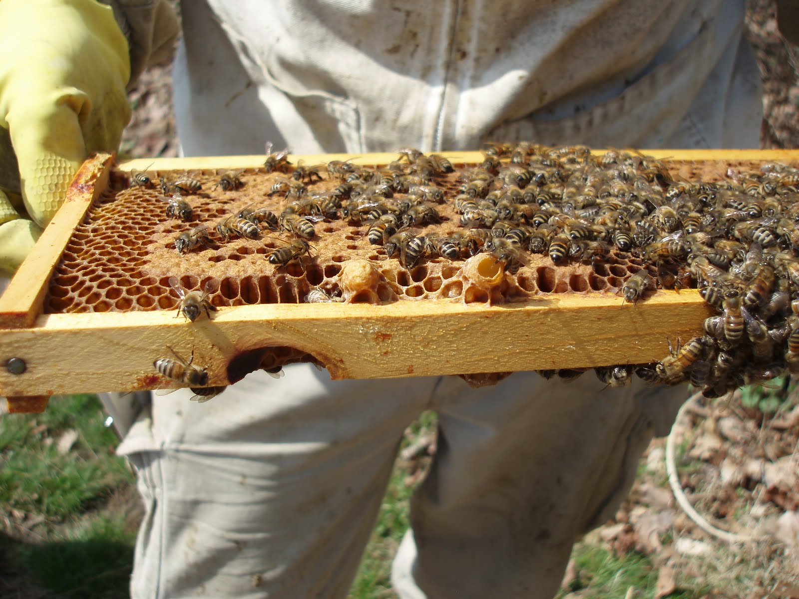 SteffesWood Apiary Aliquippa, PA: Making Queens: Supercedure Cells ...
