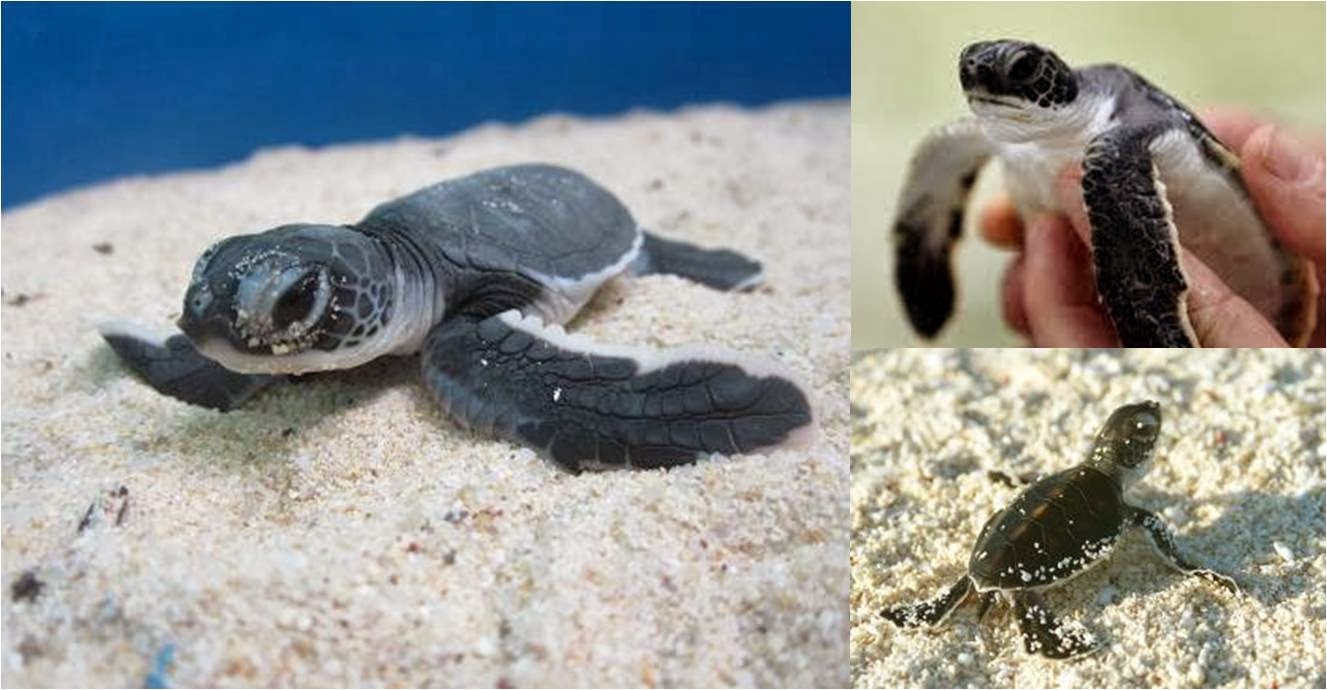 KT2014 Annual Convention: Attraction-Turtle Sanctuary in Dungun