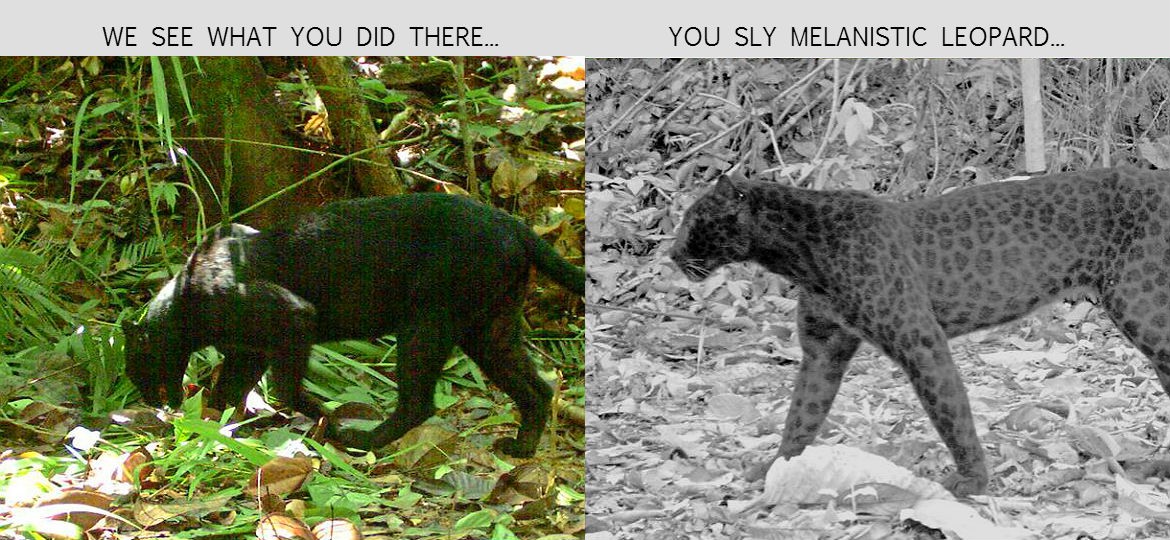 Malaysian Nature Society Kuching Branch: Surprise, surprise, our black ...