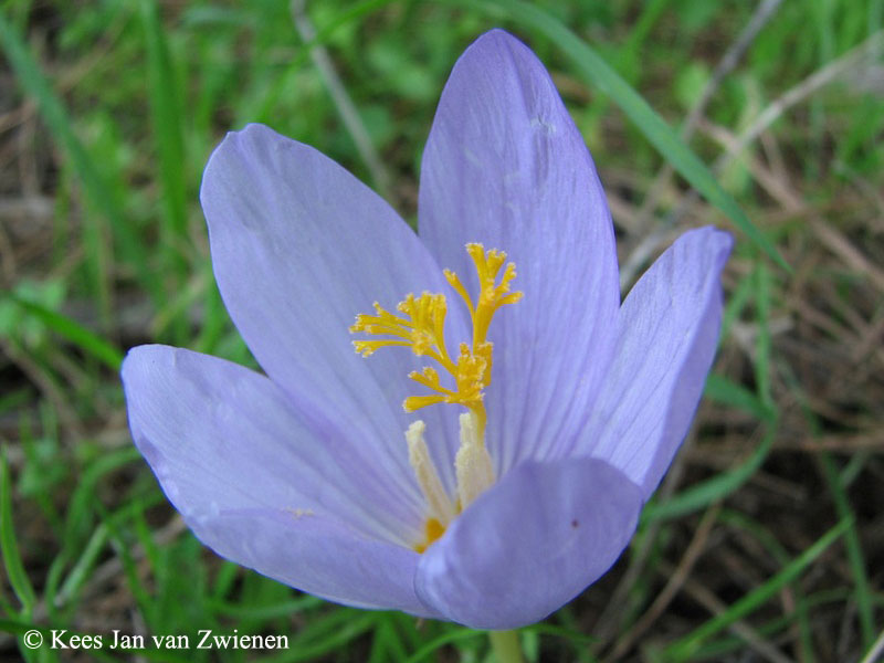 The Country Of Crocuses: Crocus kotschyanus subsp. kotschyanus