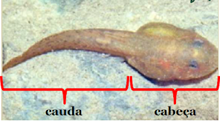 BIOCONHECER: Girinos