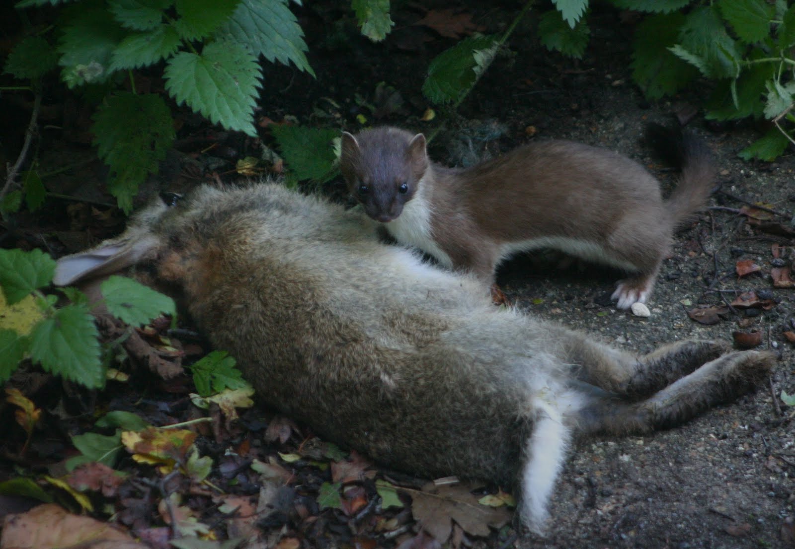 Tophill Low Nature Reserve: Murderous mustelids