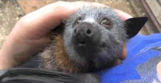 White Wolf : This Rescued Bat Getting Cuddled is the Ultimate Moment of ...