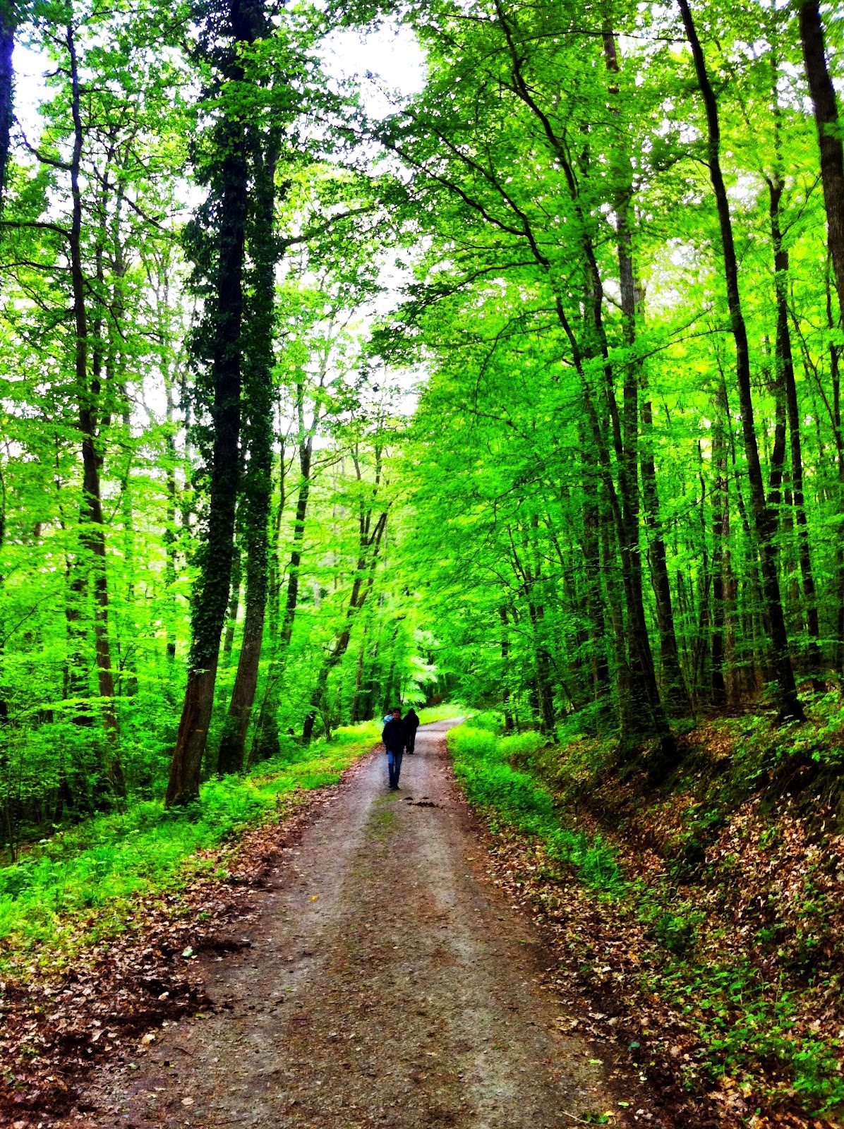 A deaf renaissance man's chronicles.: Le Mans, forests and medieval ...