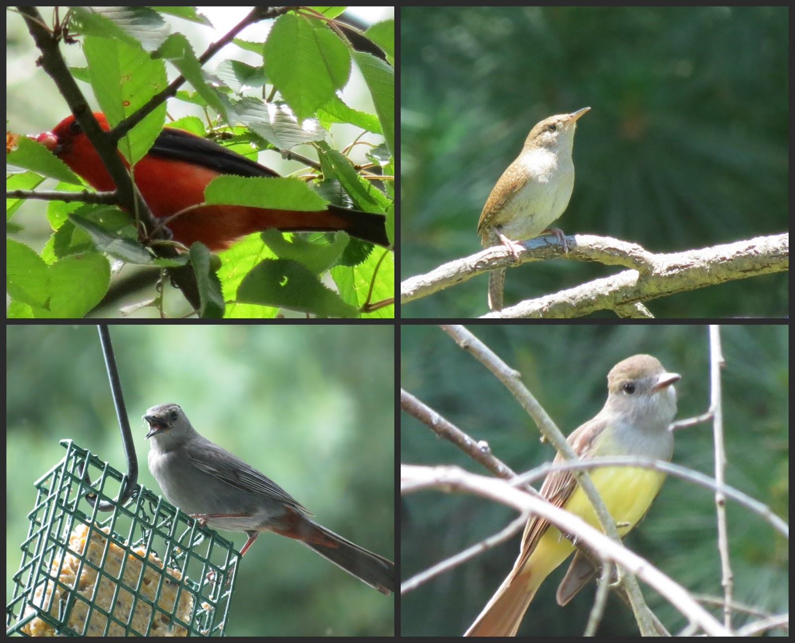 Viewing nature with Eileen: Bird and Blooms