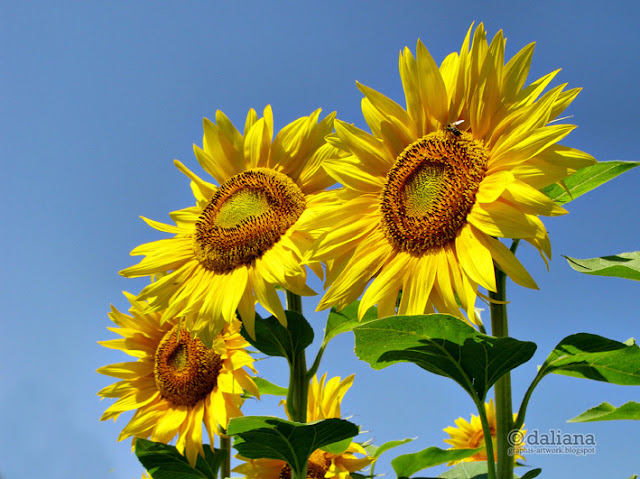 Photographis: Sun Flower story - Summer Fields in Romania