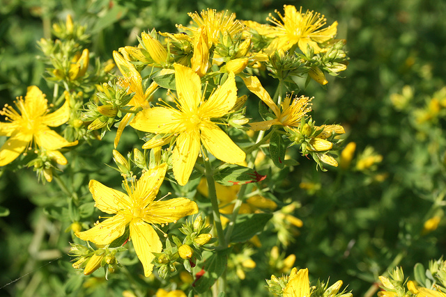 Lekovita Srbija: KANTARION (Hypericum perforatum)
