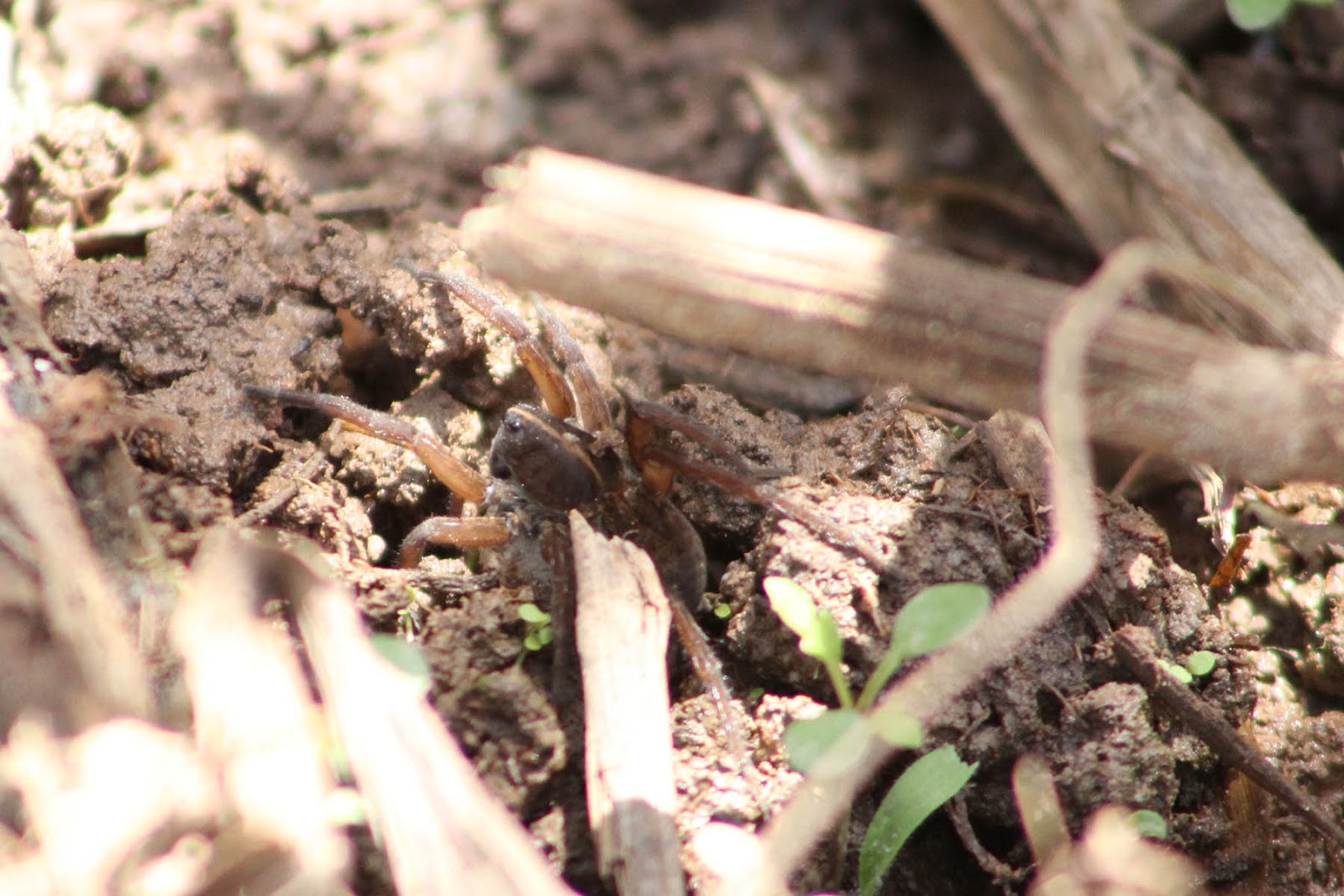 Hipster Birders: We Heart Spring Migration!