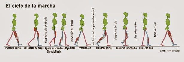 El Blog de Podologia: CICLO DE LA MARCHA
