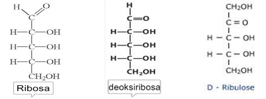 KOMPONEN KIMIAWI SEL