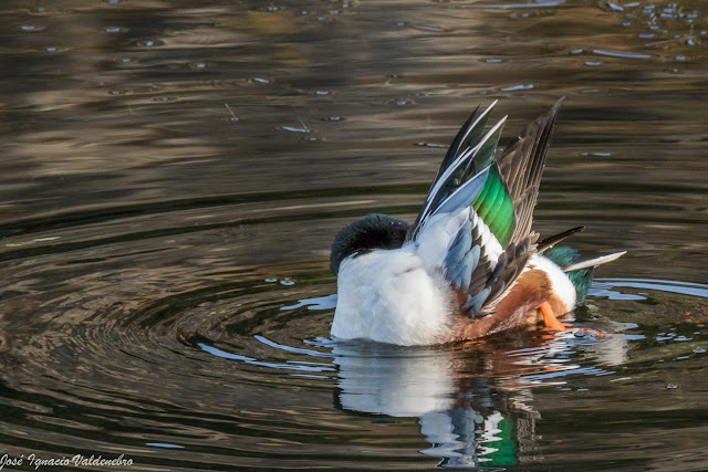 DocNatureBlog: Un bello pato con un pico muy adaptado. Cuchara común ...