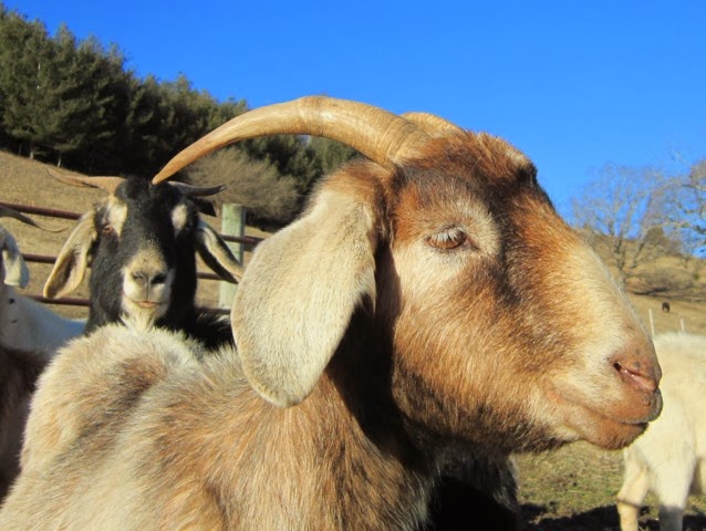 4R Ranch: Goat Horn Styles