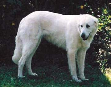 kelvin black: Akbash Dog