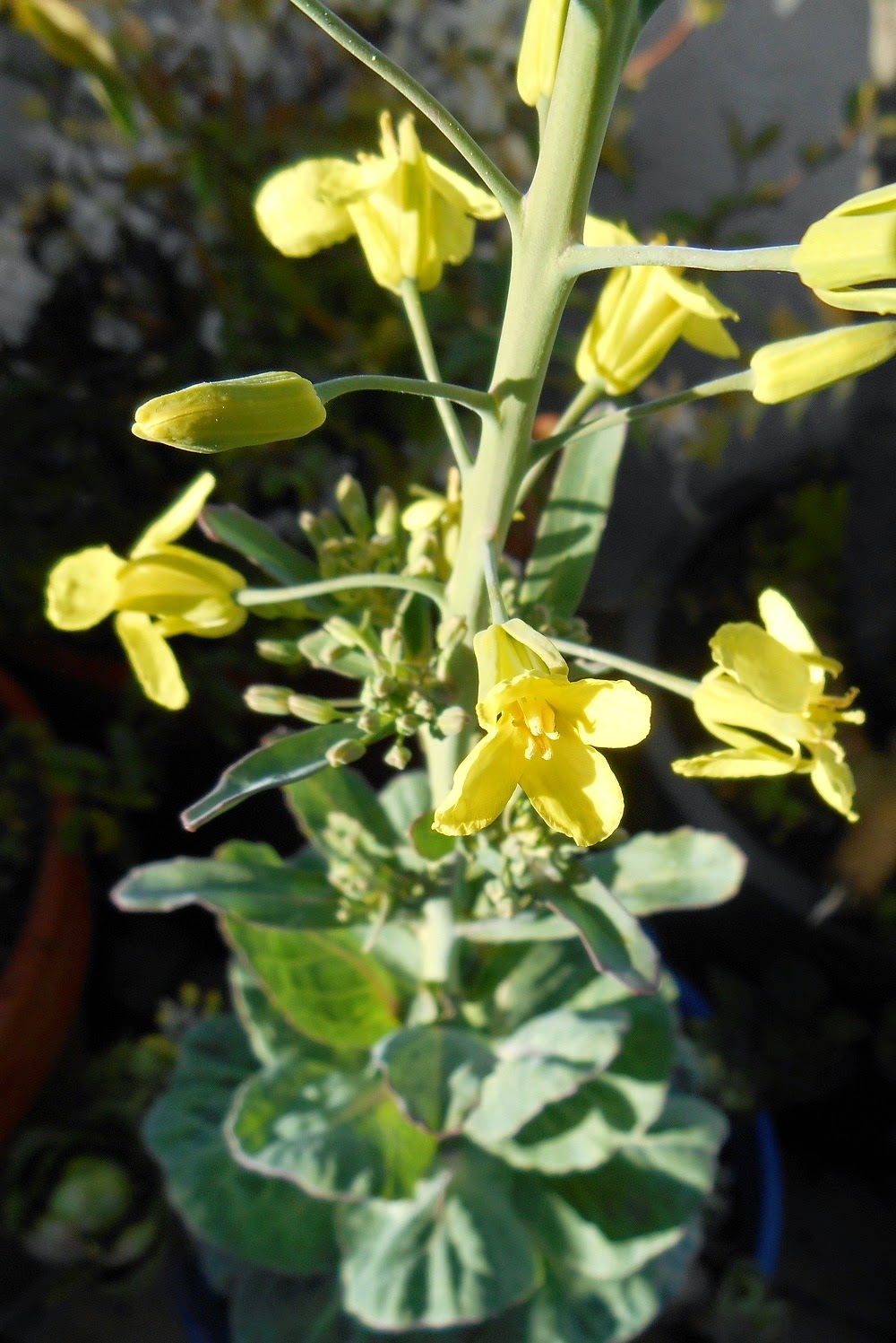 Plantas para hombres: Brassica oleracea var. Gemmifera, col de Bruselas