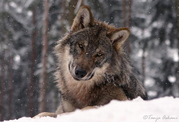 White Wolf : Amazing Interaction Between Tanja Askani (Wildlife ...