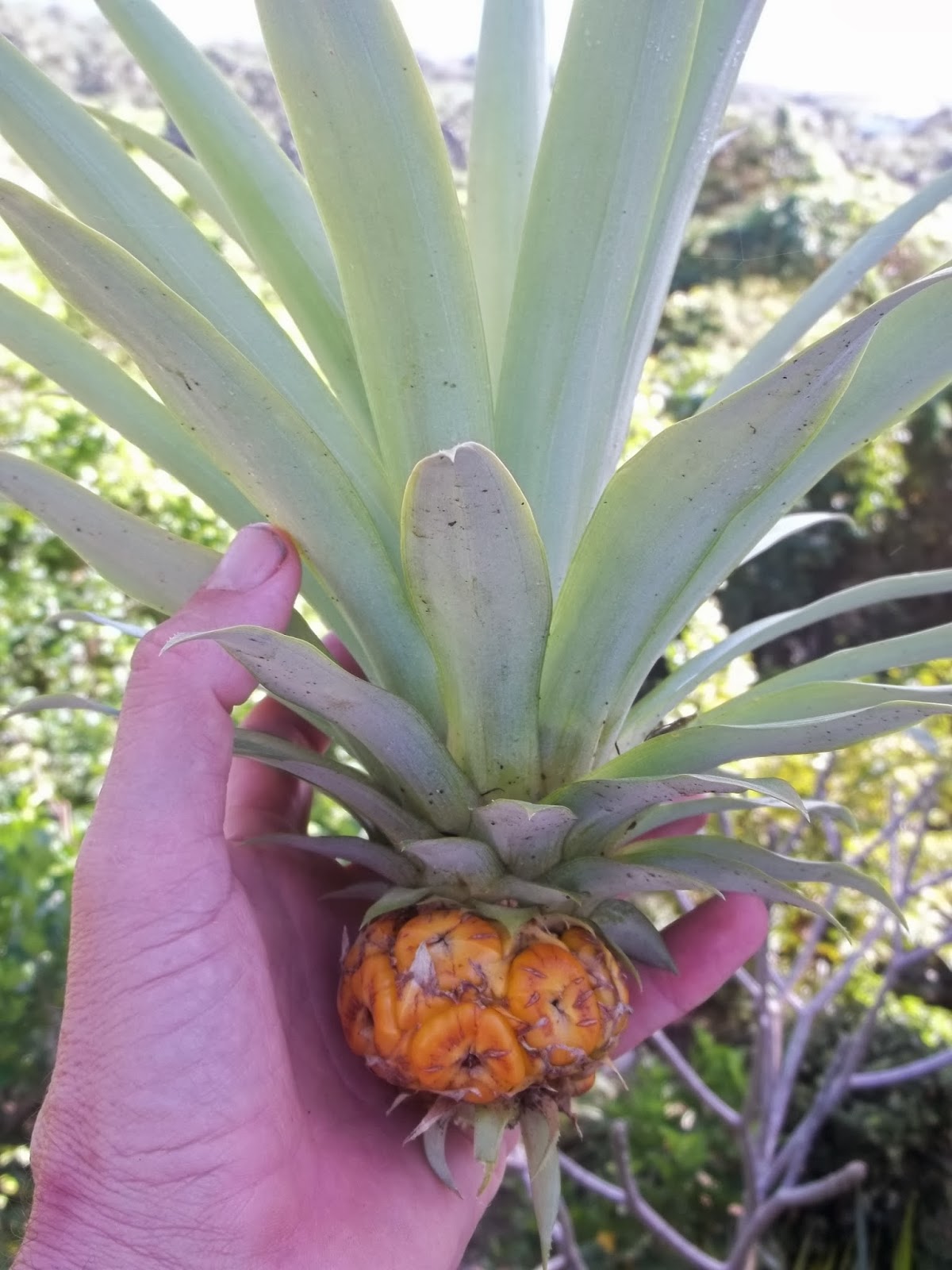 This is my life: World's smallest pineapple