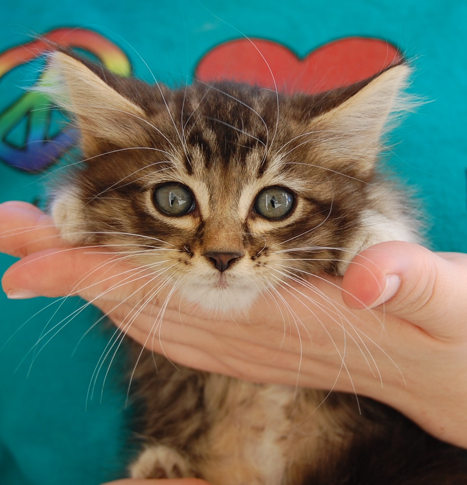 25 rescued kittens need foster homes please!