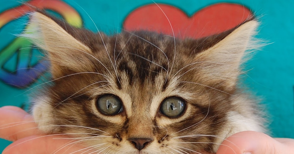 25 rescued kittens need foster homes please!