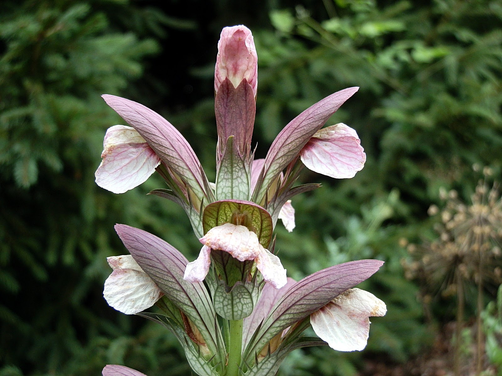 Z kwiatka na kwiatek w moim ogrodzie : Akant - Acanthus mollis