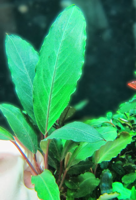 Bucephalandra : Bucephalandra sp. Pink Lady, Daerah Sanggau