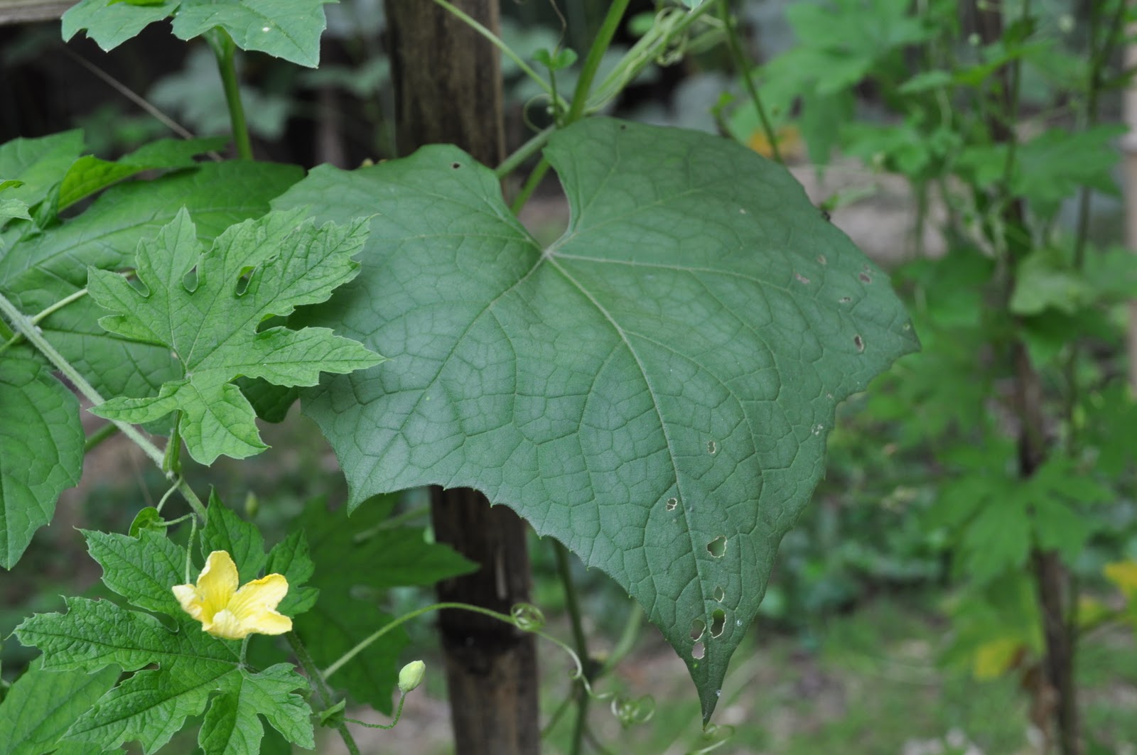 Ecce Ego MItte Me: The Fruits of our labor