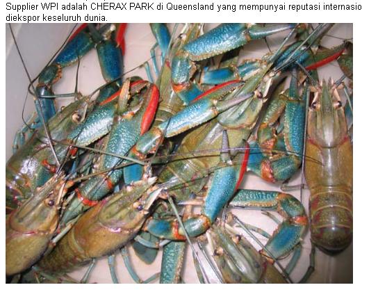 UDANG KARA AIR TAWAR CHERAX QUADRINATUS
