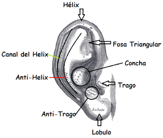 Sobre Medicina: Organos De Los Sentidos ( Oído)